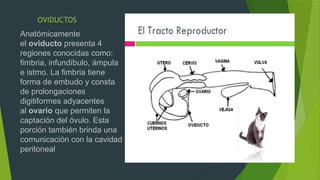presentacion del APARATO REPRODUCTOR DEL GATO.pptx