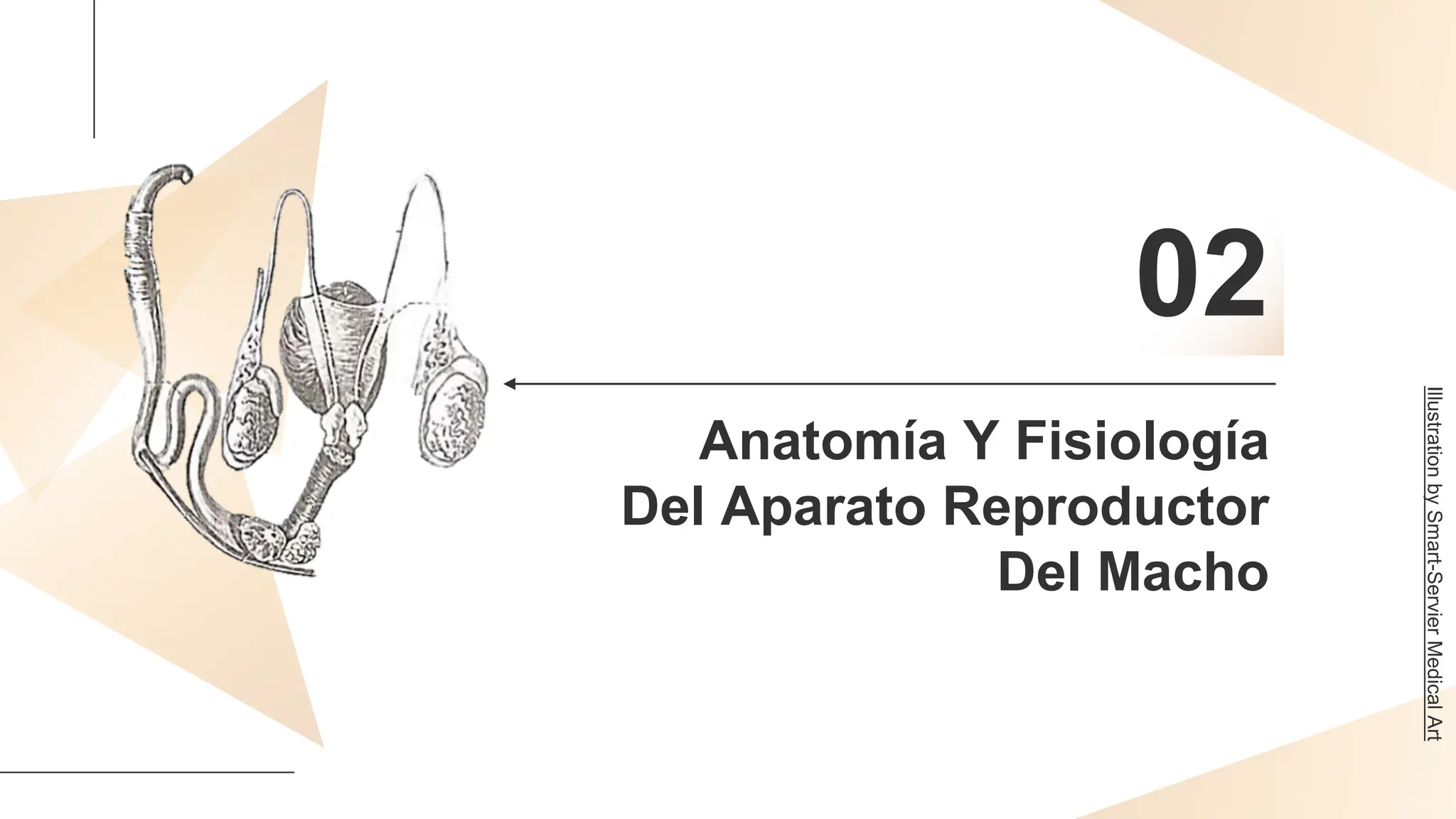 APARATO REPRODUCTOR DEL MACHO REPRODUCCION ANIMAL.pptx