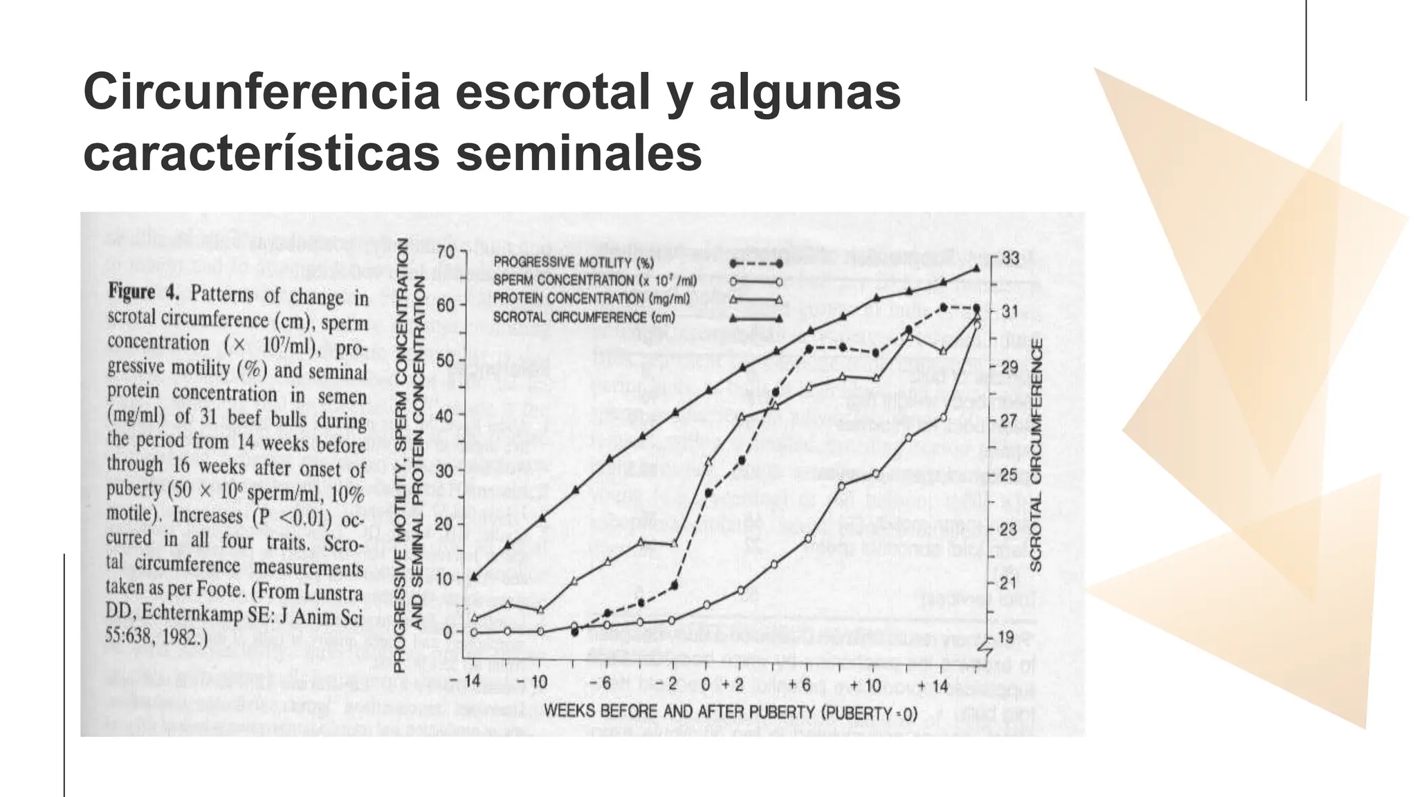 APARATO REPRODUCTOR DEL MACHO REPRODUCCION ANIMAL.pptx