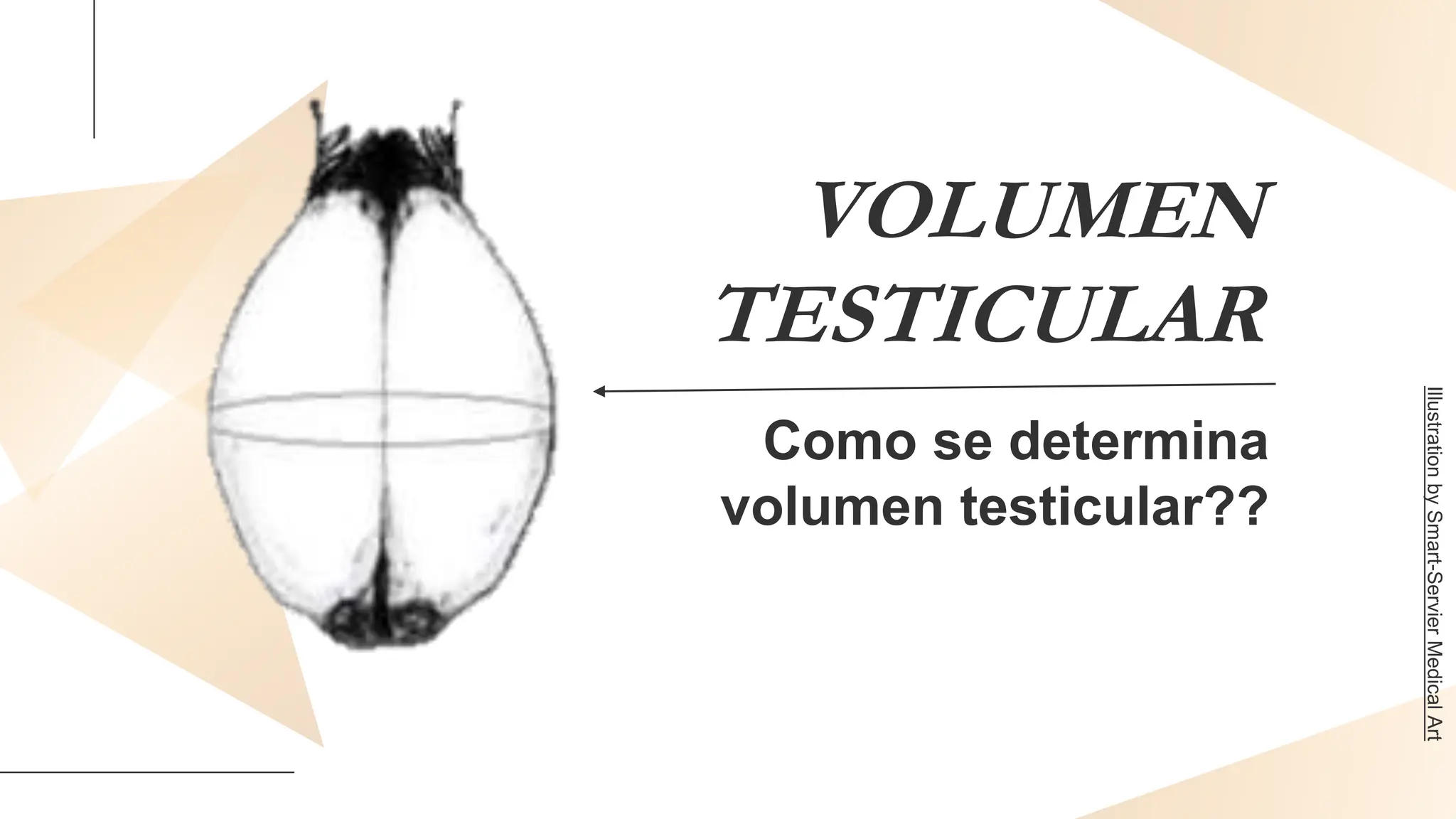 APARATO REPRODUCTOR DEL MACHO REPRODUCCION ANIMAL.pptx