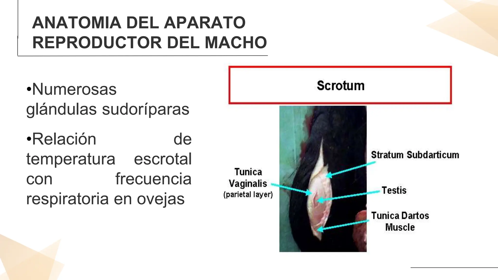 APARATO REPRODUCTOR DEL MACHO REPRODUCCION ANIMAL.pptx