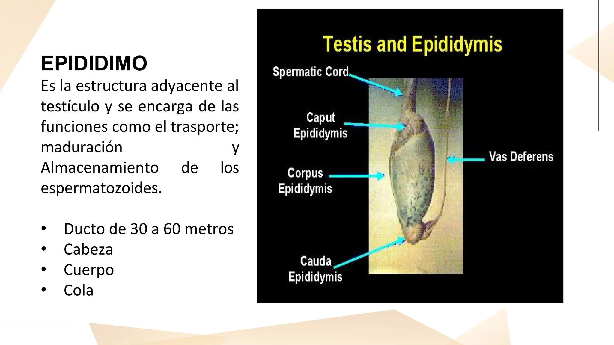 APARATO REPRODUCTOR DEL MACHO REPRODUCCION ANIMAL.pptx