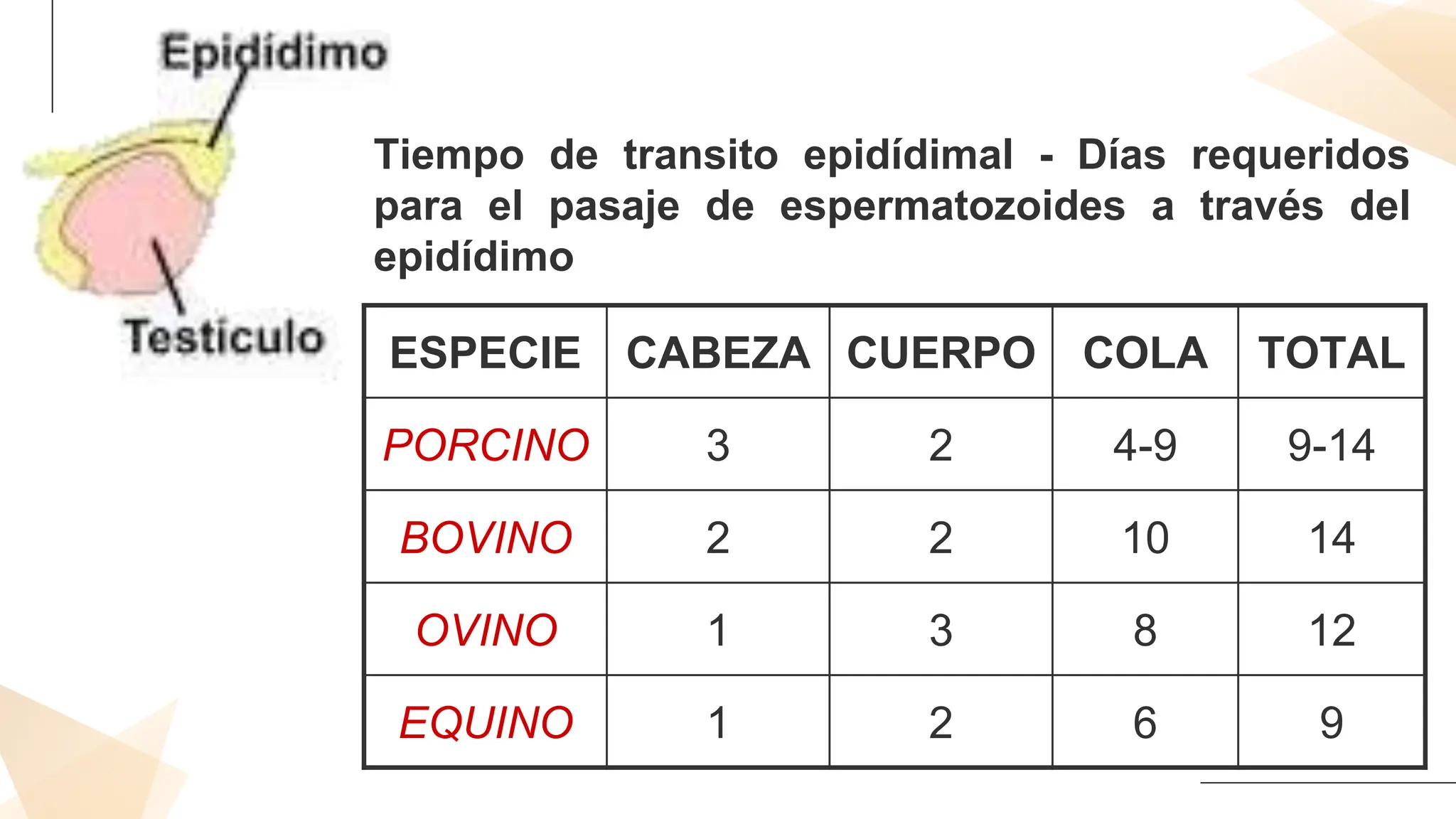 APARATO REPRODUCTOR DEL MACHO REPRODUCCION ANIMAL.pptx