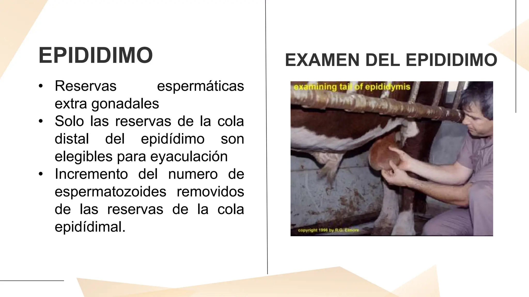 APARATO REPRODUCTOR DEL MACHO REPRODUCCION ANIMAL.pptx