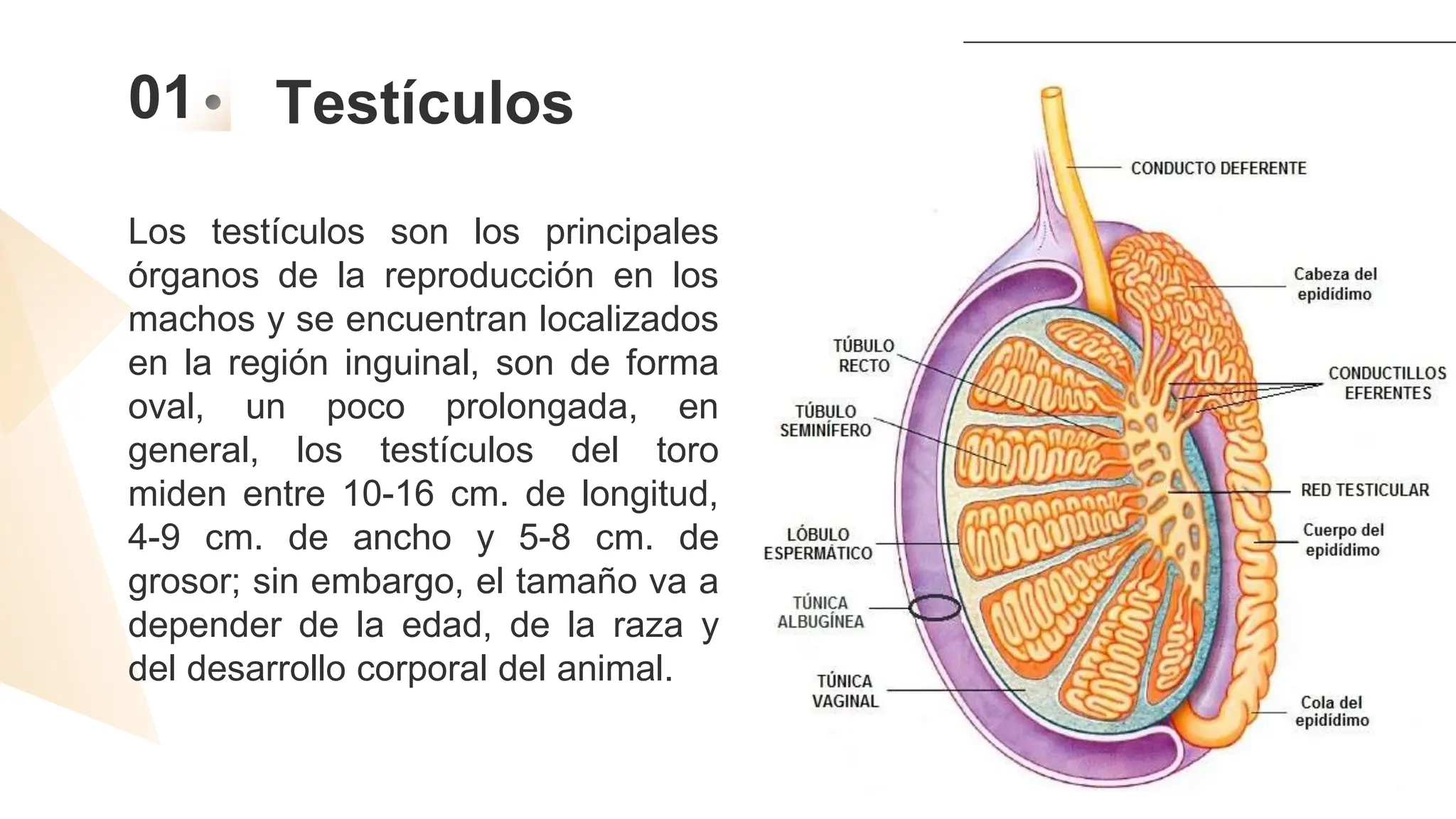 APARATO REPRODUCTOR DEL MACHO REPRODUCCION ANIMAL.pptx