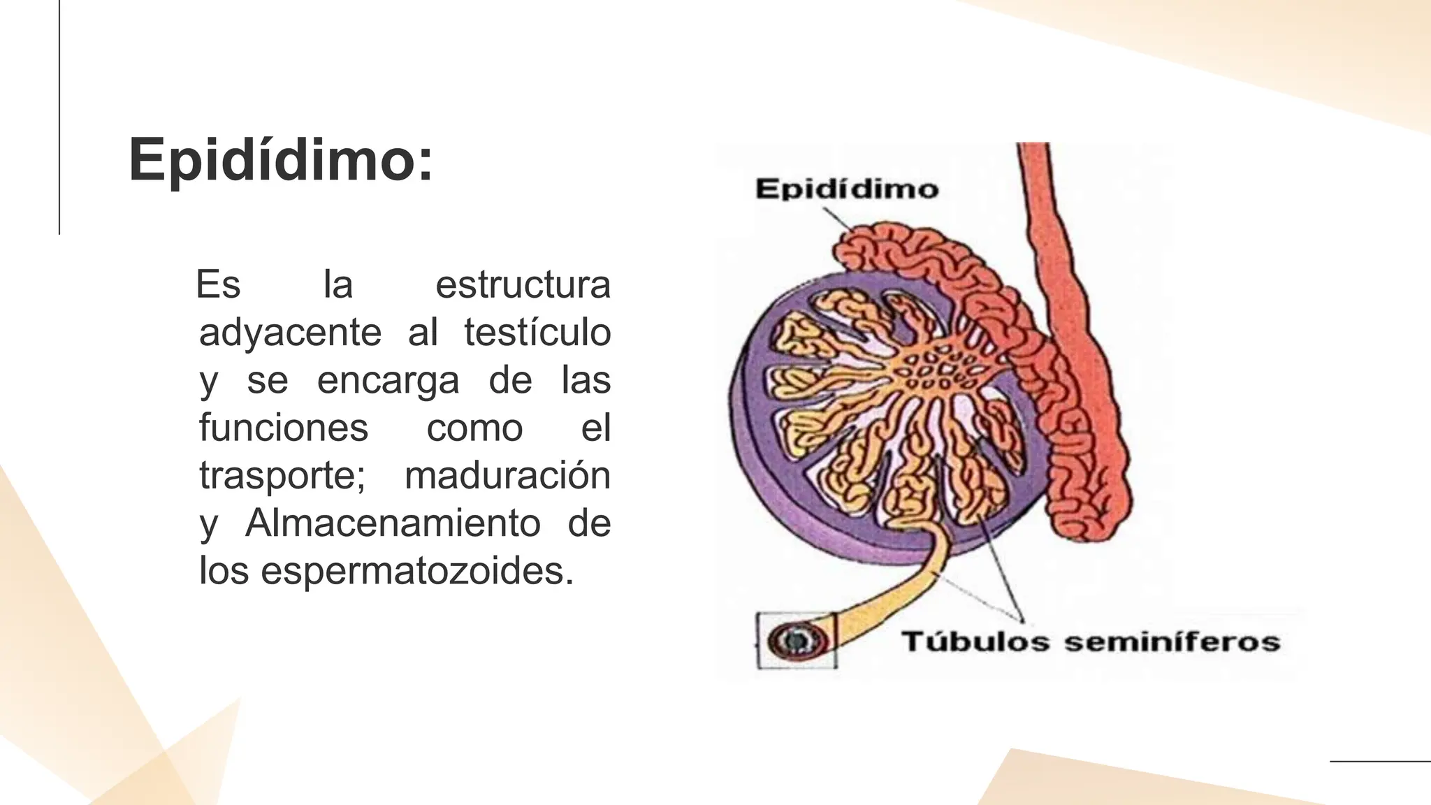 APARATO REPRODUCTOR DEL MACHO REPRODUCCION ANIMAL.pptx