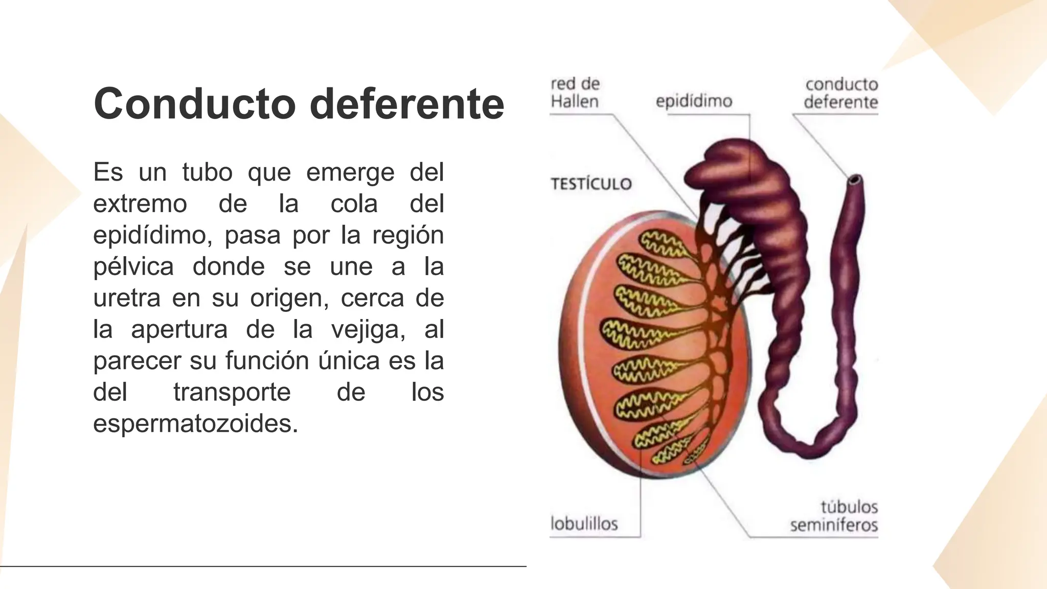 APARATO REPRODUCTOR DEL MACHO REPRODUCCION ANIMAL.pptx