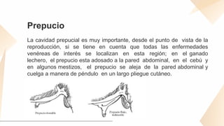 APARATO REPRODUCTOR DEL MACHO REPRODUCCION ANIMAL.pptx