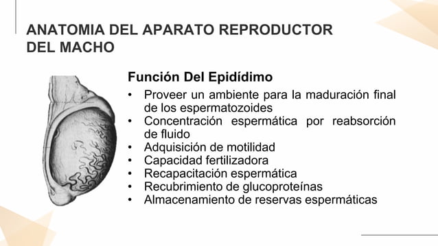 APARATO REPRODUCTOR DEL MACHO REPRODUCCION ANIMAL.pptx