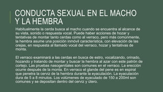 Aparato Reproductor de los porcinos.pptx