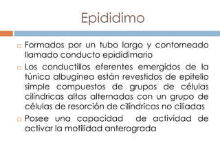 Aparato reproductor del varón | PPTX