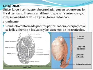 Aparato reproductor en machos | PPTX