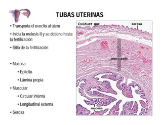 Histología de aparato reproductor femenino | PDF