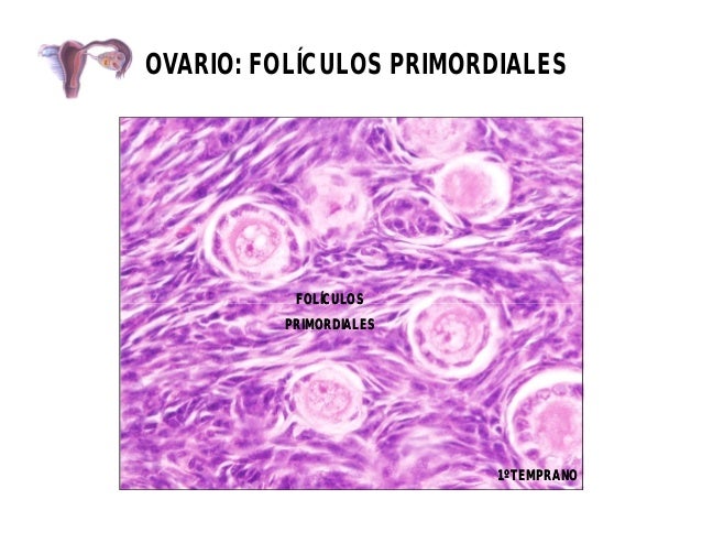 Histología de aparato reproductor femenino