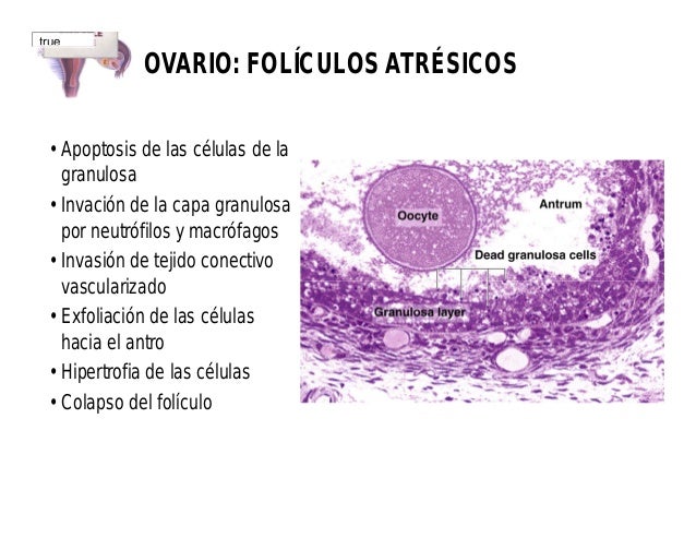 Histología de aparato reproductor femenino