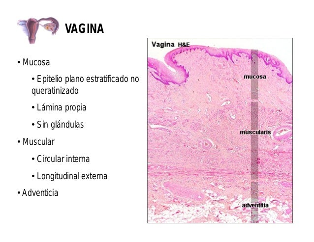 Histología De Aparato Reproductor Femenino