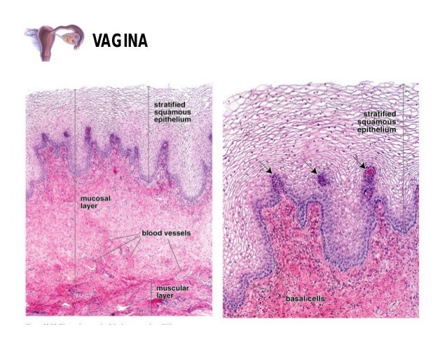 Histología de aparato reproductor femenino