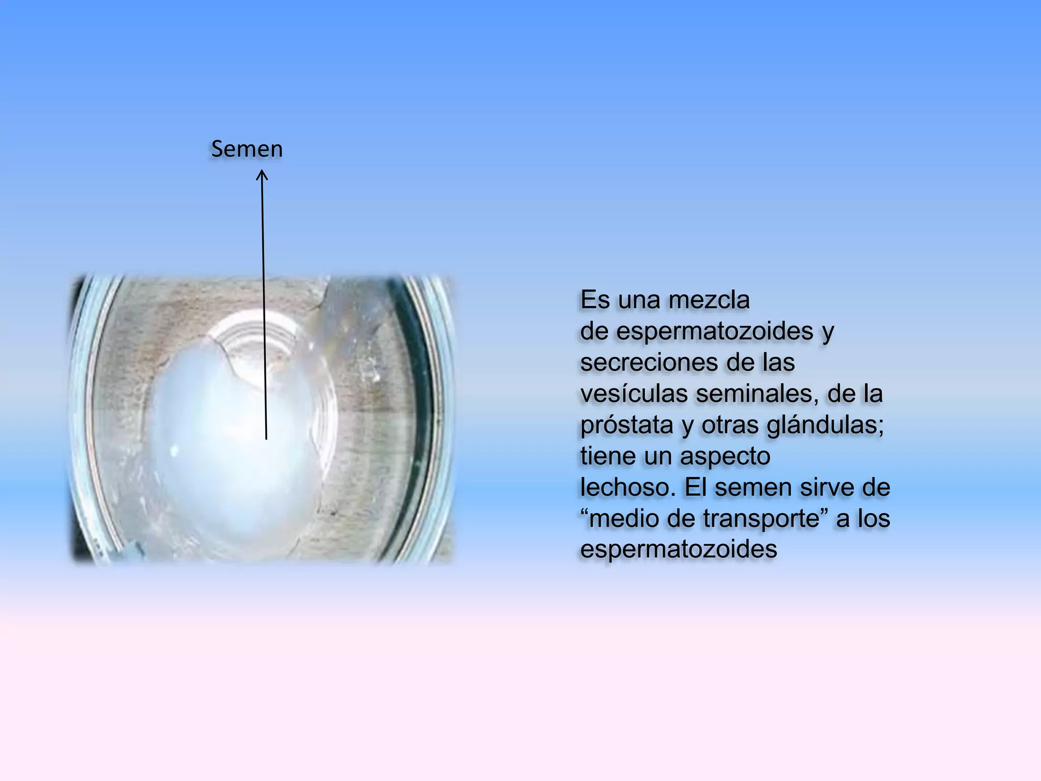 Aparato reproductor femenino y masculino, Gerith. | PPT