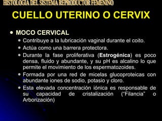 Aparato Reproductor Femenino | PPT