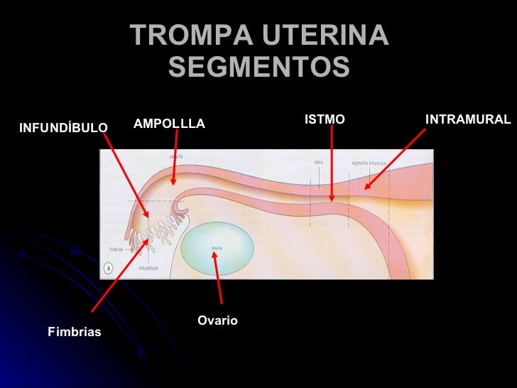 Aparato Reproductor Femenino