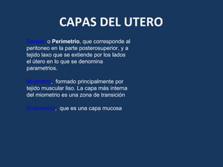 Aparato reproductor femenino | PPT