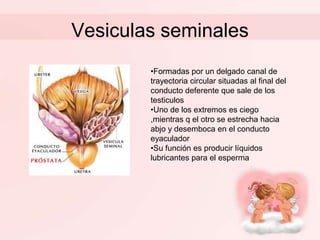Aparato reproductor femenino | PPTX