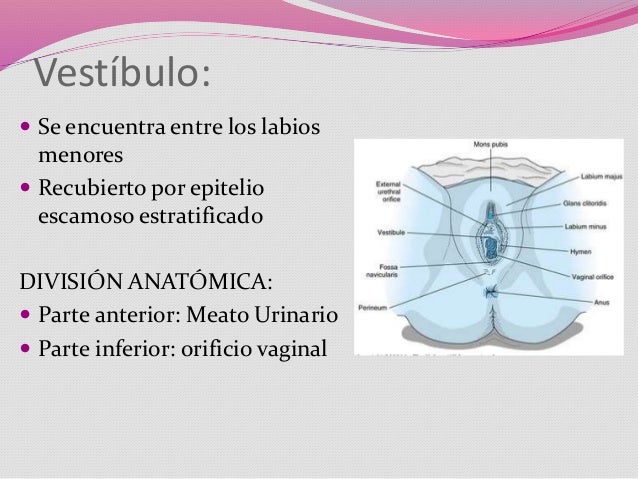 Aparato Reproductor Femenino
