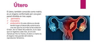 Aparato reproductor femenino | PPTX