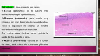 APARATO REPRODUCTOR FEMENINO.pptx