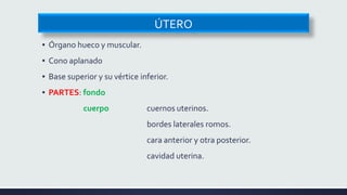 ANATOMÍA DEL APARATO REPRODUCTOR FEMENINO.pptx