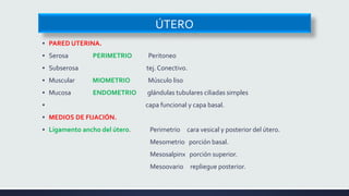 ANATOMÍA DEL APARATO REPRODUCTOR FEMENINO.pptx