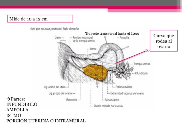 Aparato reproductor femenino