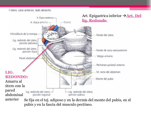Aparato reproductor femenino