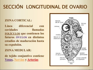 Aparato reproductor femenino ginecologia | PPT