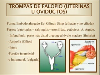Aparato reproductor femenino ginecologia | PPT