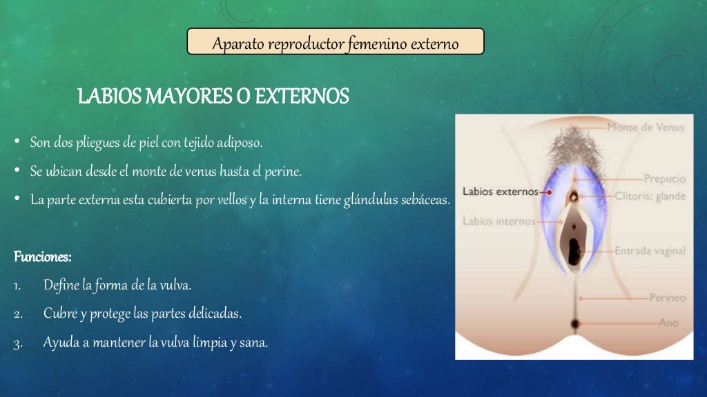Aparato Reproductor Femenino Interno Y Externo