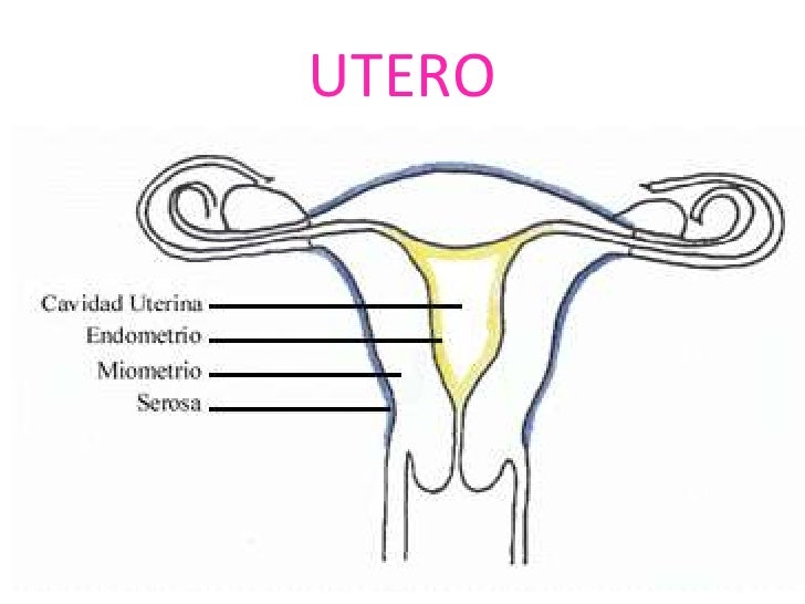 Aparato reproductor femenino I