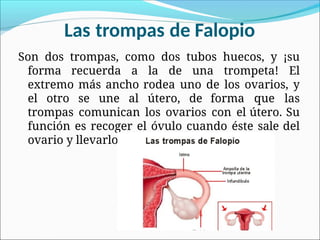 APARATO REPRODUCTOR FEMENINO Y MASCULINO OBED FLORES (1).pptx