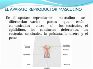 APARATO REPRODUCTOR FEMENINO Y MASCULINO OBED FLORES (1).pptx