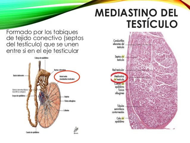 Aparato reproductor macho