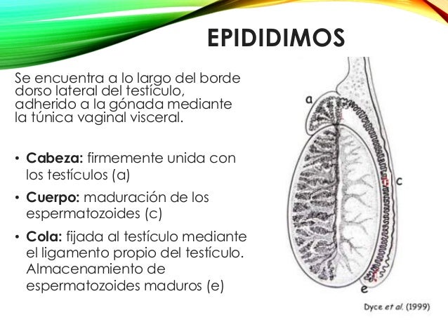 Aparato reproductor macho