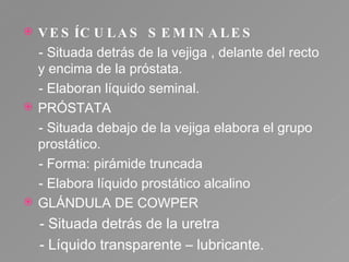 Aparato reproductor masculino | PPT