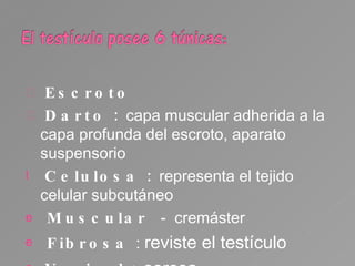Aparato reproductor masculino | PPT