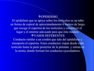 Aparato reproductor masculino | PPT