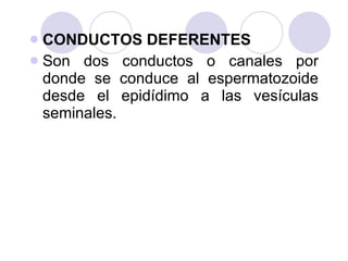 Aparato reproductor masculino | PPT