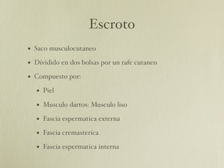 Aparato reproductor masculino | KEY
