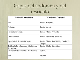Aparato reproductor masculino | KEY
