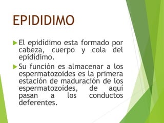 Aparato Reproductor Masculino | PPTX