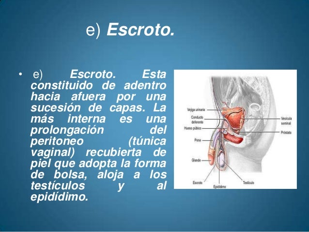 Aparato Reproductor Masculino