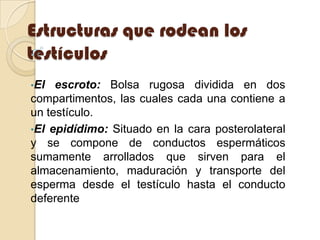 Aparato reproductor masculino | PPTX